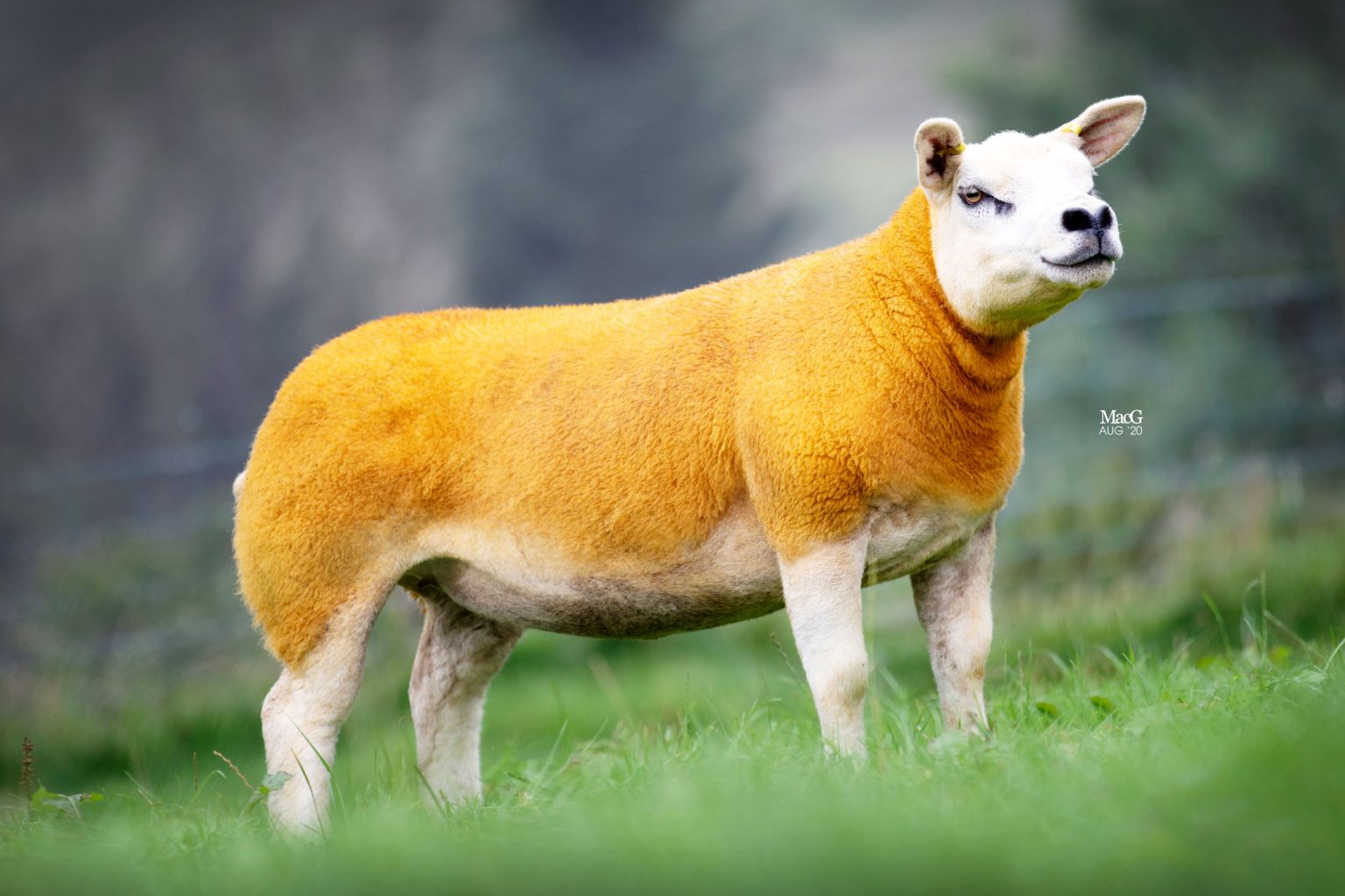 Texels For Sale - Lanark - MacGregor Photography