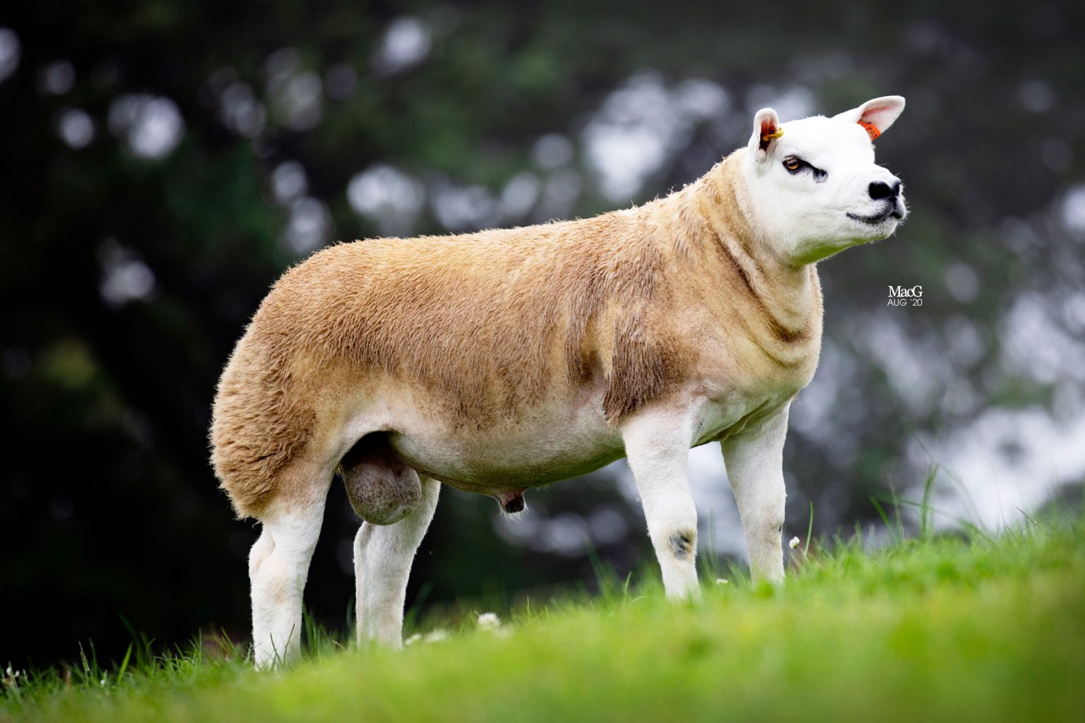 Texels For Sale - Carlisle - MacGregor Photography