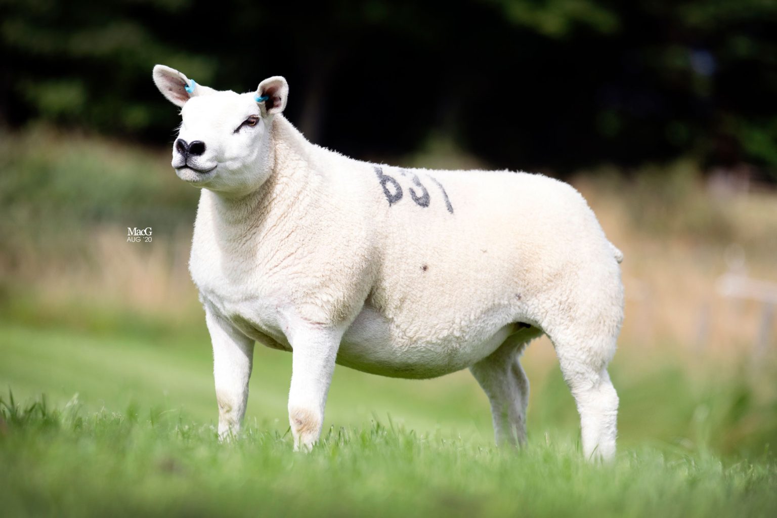 Texels For Sale - Carlisle - MacGregor Photography