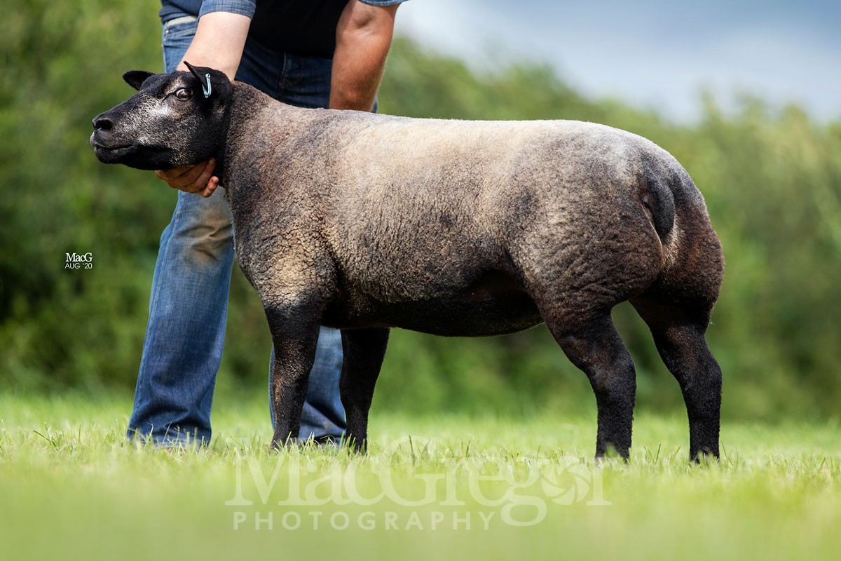 Blue Texel, Badger Face & Beltex For Sale - Carlisle - MacGregor ...