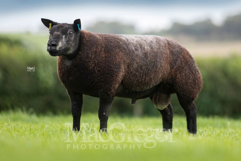 Blue Texel, Badger Face & Beltex For Sale - Carlisle - MacGregor ...