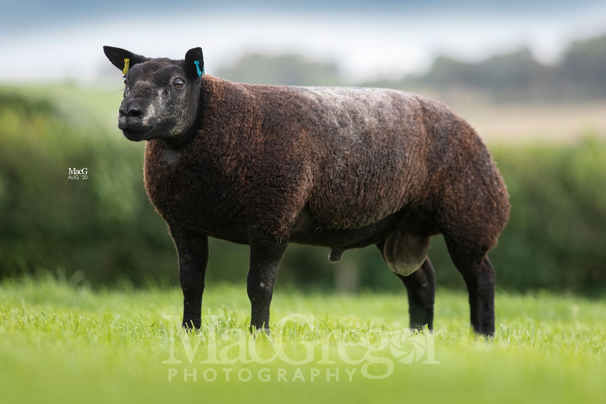 Blue Texel, Badger Face & Beltex For Sale - Carlisle - MacGregor ...