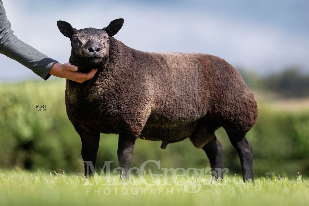 Blue Texel, Badger Face & Beltex For Sale - Carlisle - MacGregor ...