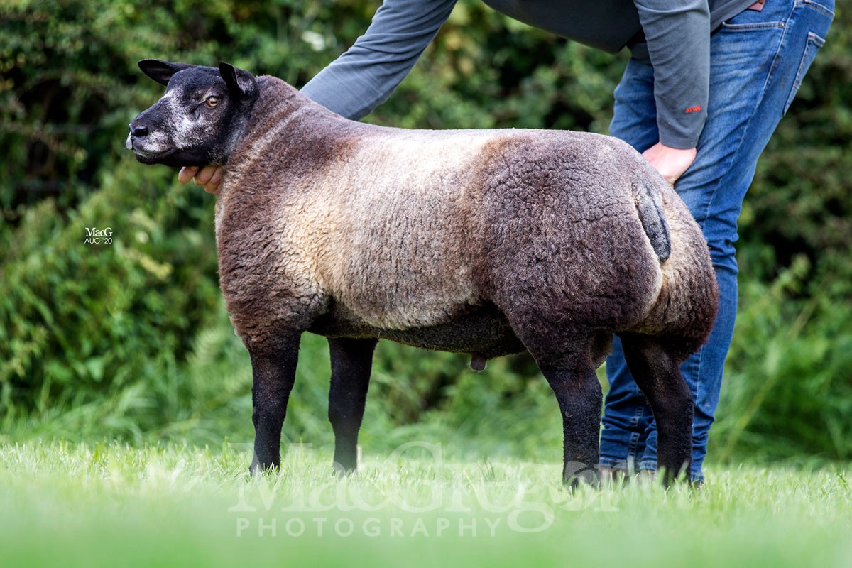 Blue Texel, Badger Face & Beltex For Sale - Carlisle - MacGregor ...