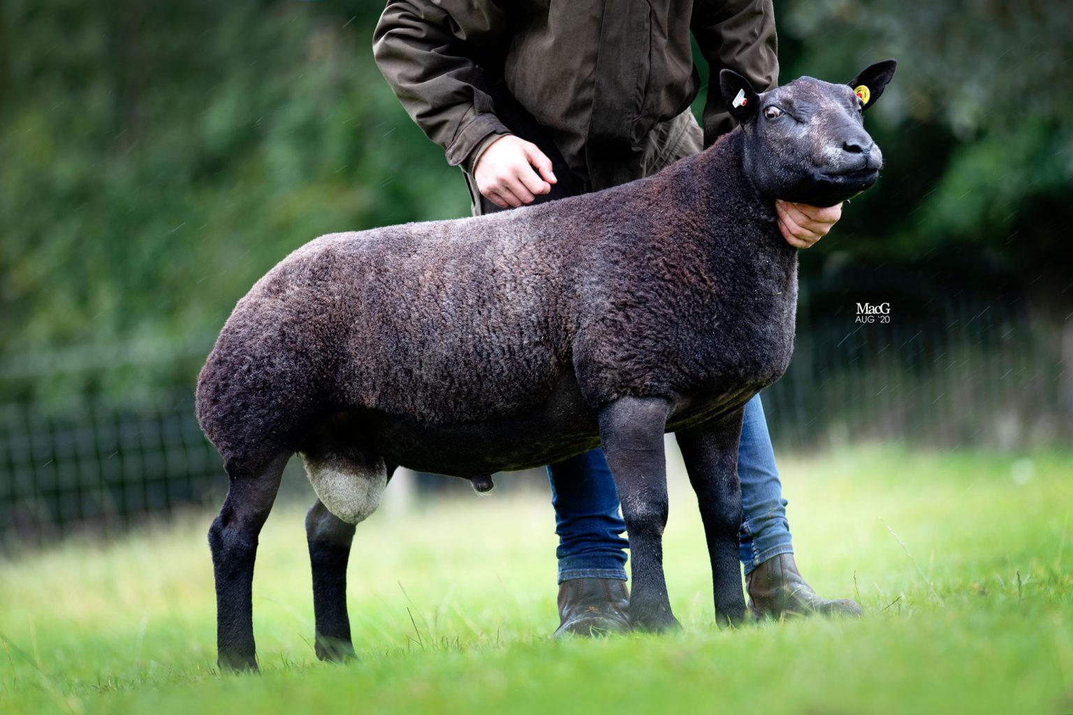Blue Texel, Badger Face & Beltex For Sale - Carlisle - MacGregor ...