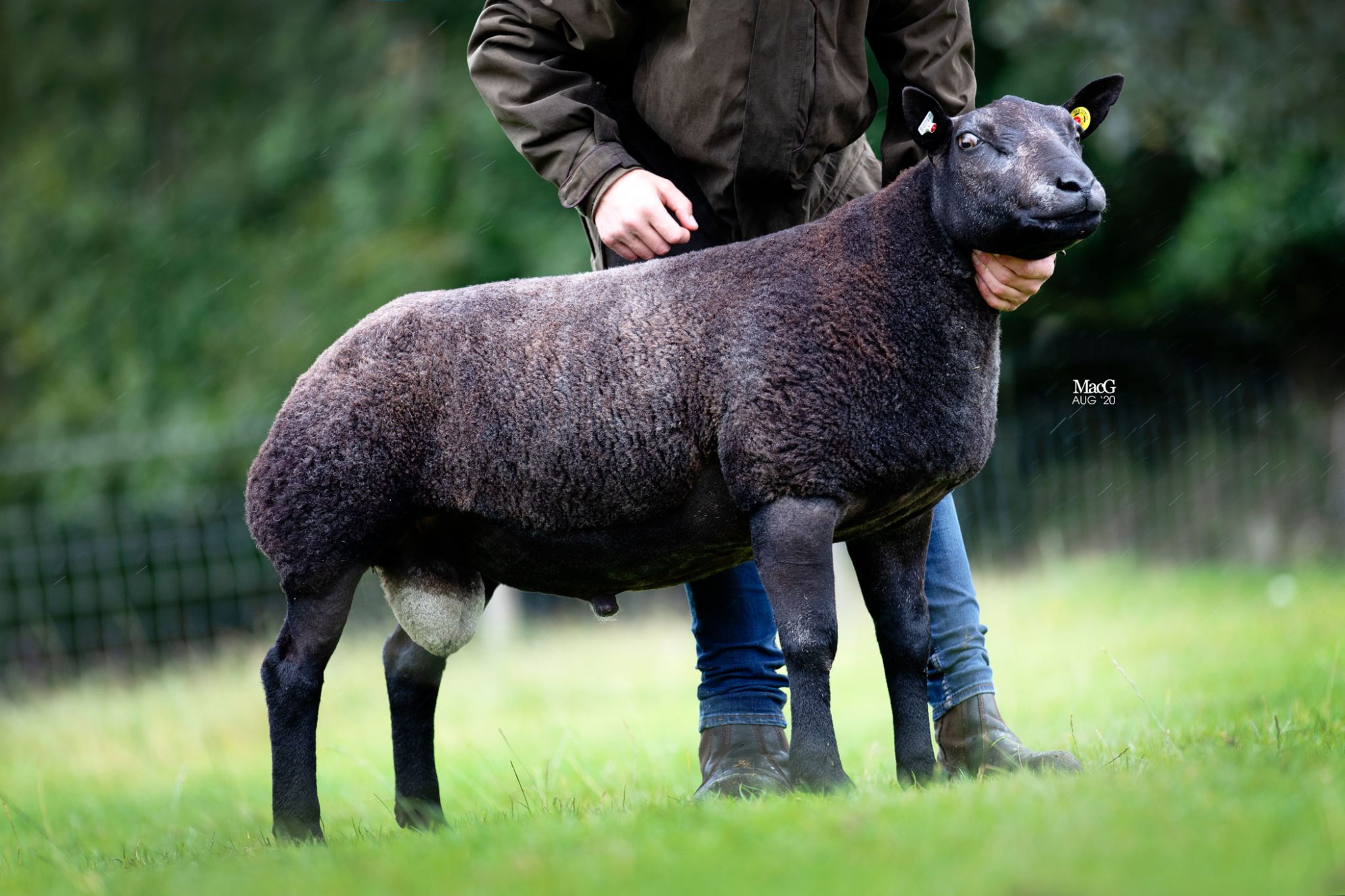 Blue Texel, Badger Face & Beltex For Sale - Carlisle - MacGregor ...