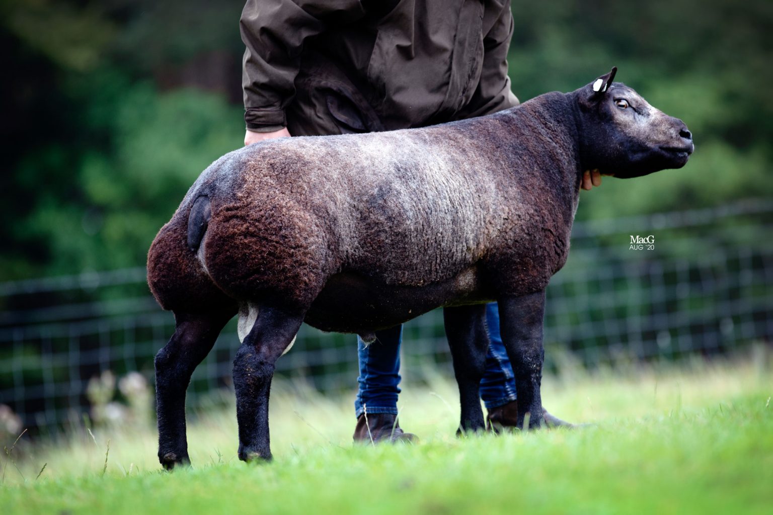 Blue Texel, Badger Face & Beltex For Sale - Carlisle - MacGregor ...