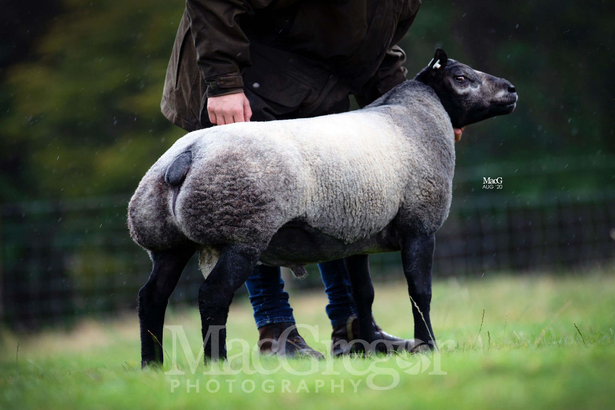 Saltire-2095-7623 - MacGregor Photography