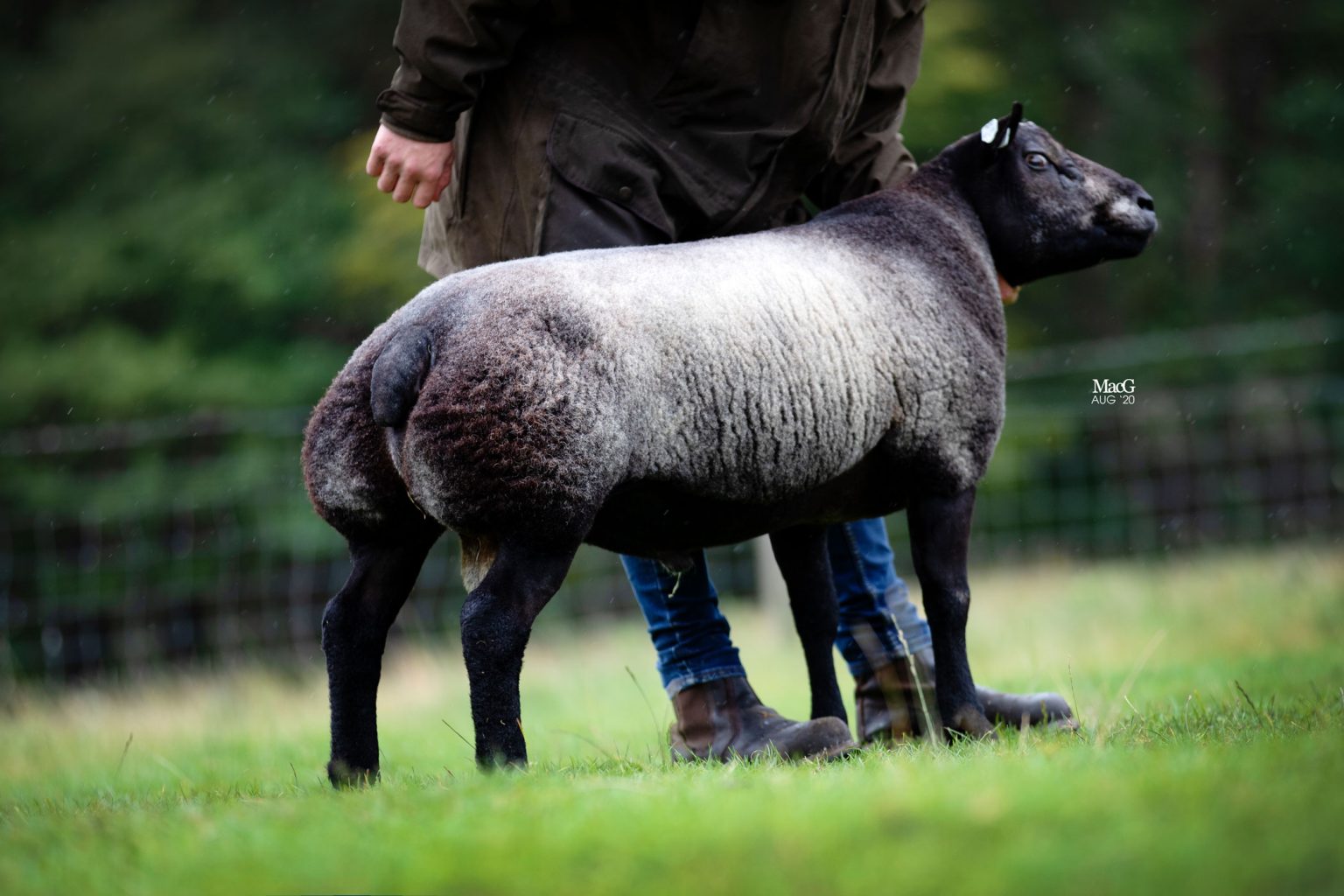 Blue Texel, Badger Face & Beltex For Sale - Carlisle - MacGregor ...
