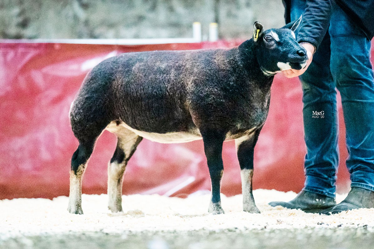 Blue Texel, Badger Face & Beltex For Sale - Carlisle - MacGregor ...