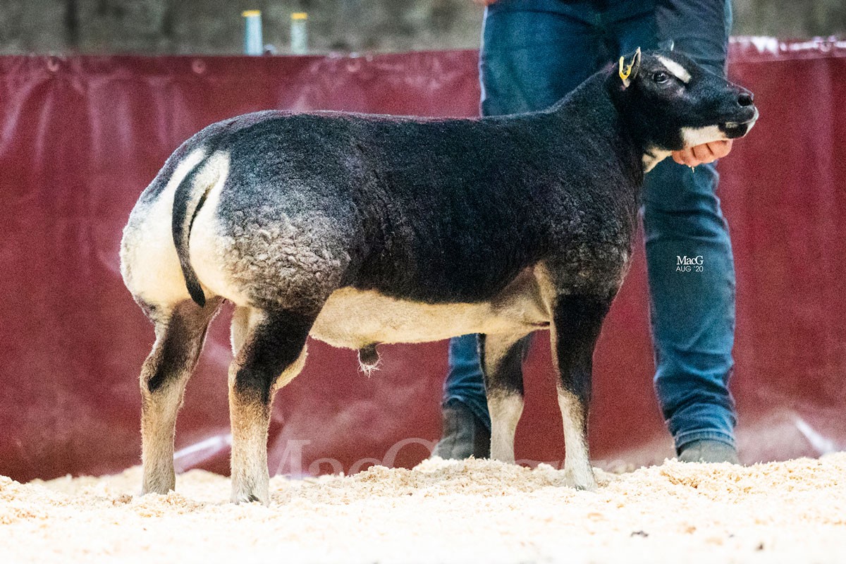 Blue Texel, Badger Face & Beltex For Sale - Carlisle - MacGregor ...