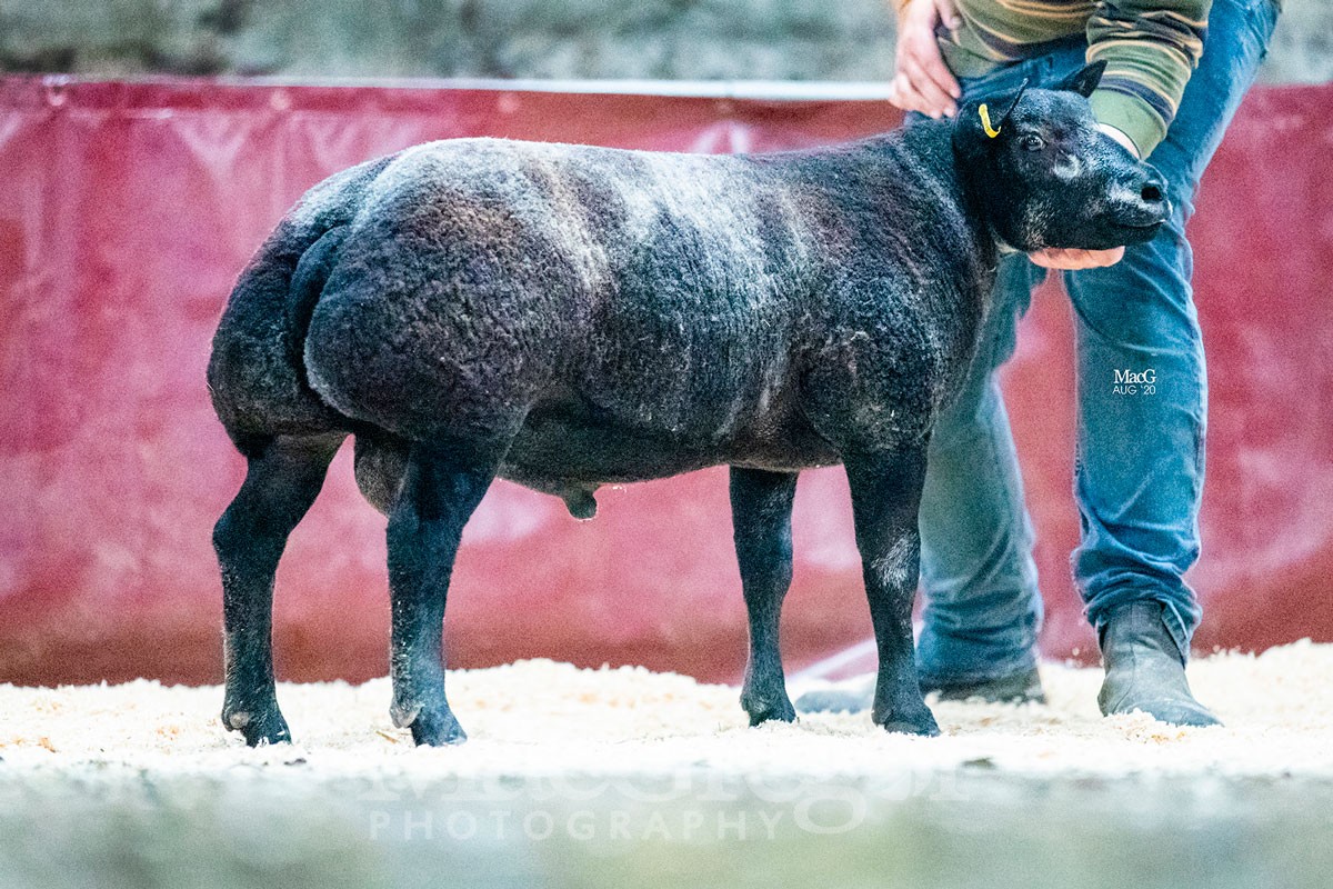 Blue Texel, Badger Face & Beltex For Sale - Carlisle - MacGregor ...