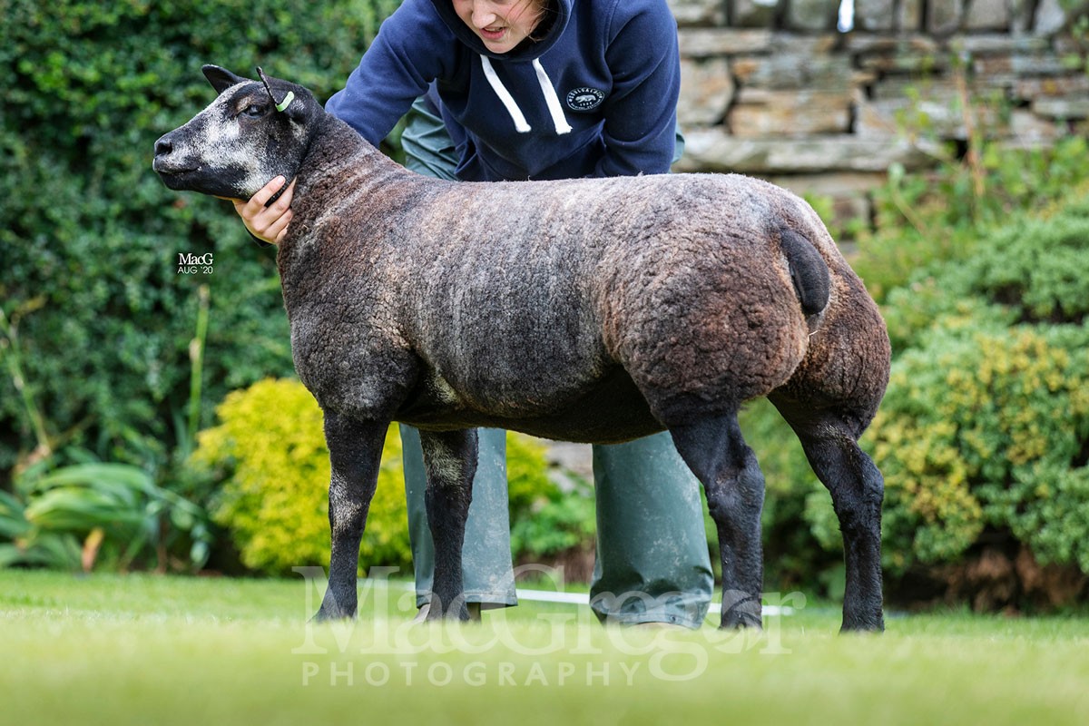 Blue Texel, Badger Face & Beltex For Sale - Carlisle - MacGregor ...