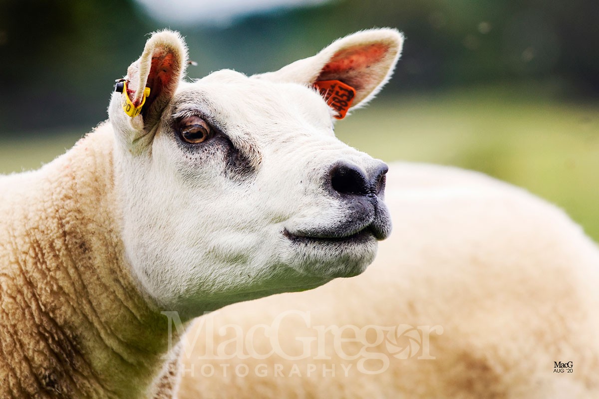 Texel Dispersals - Crimple Head & Meifod - MacGregor Photography