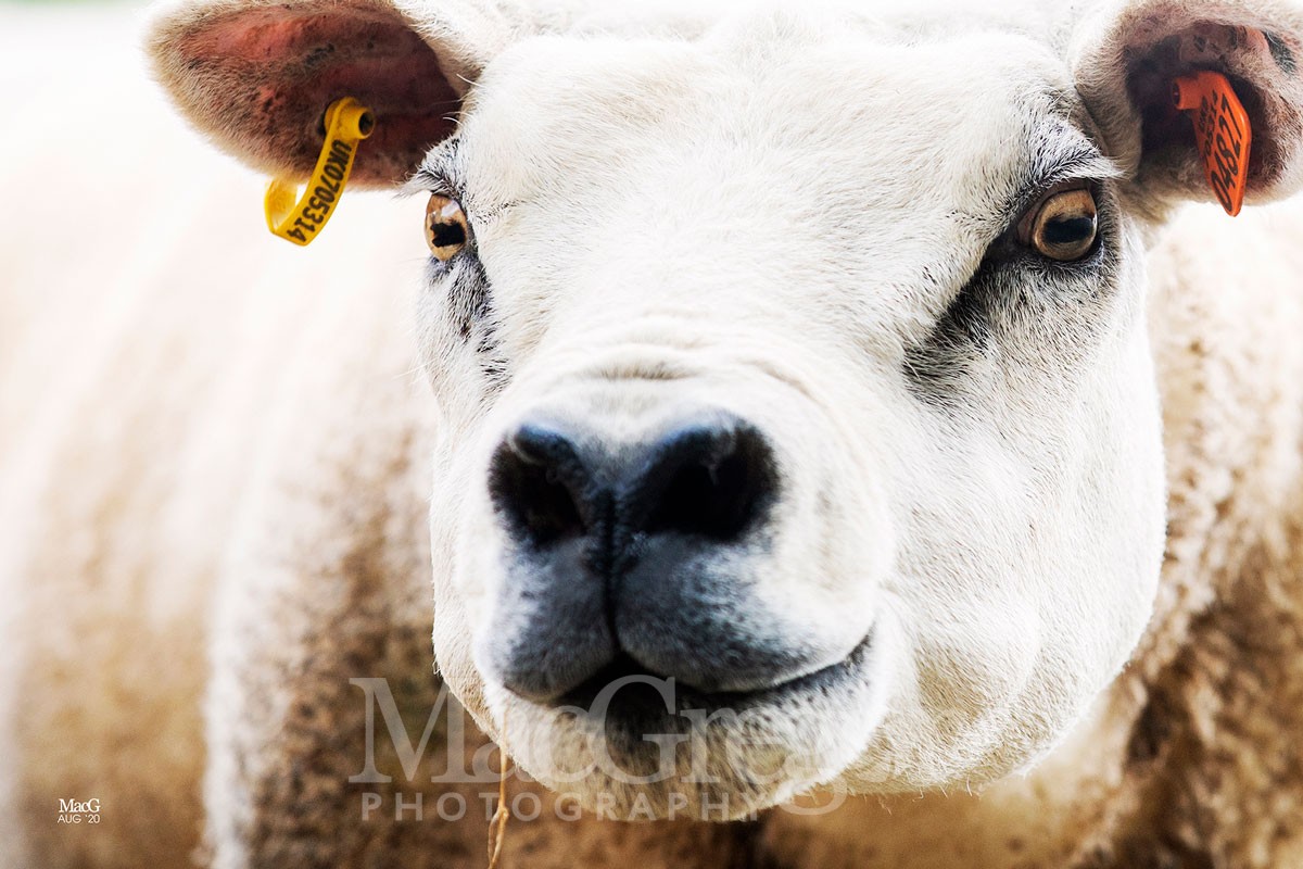 Texel Dispersals - Crimple Head & Meifod - MacGregor Photography