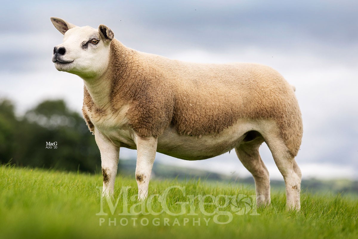 Texel Dispersals - Crimple Head & Meifod - MacGregor Photography