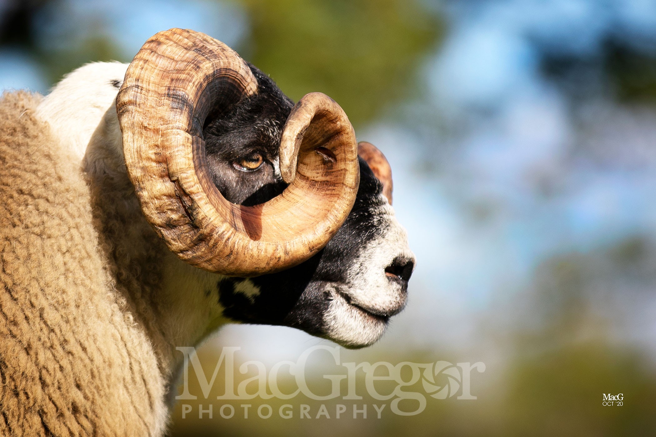 8690 - MacGregor Photography