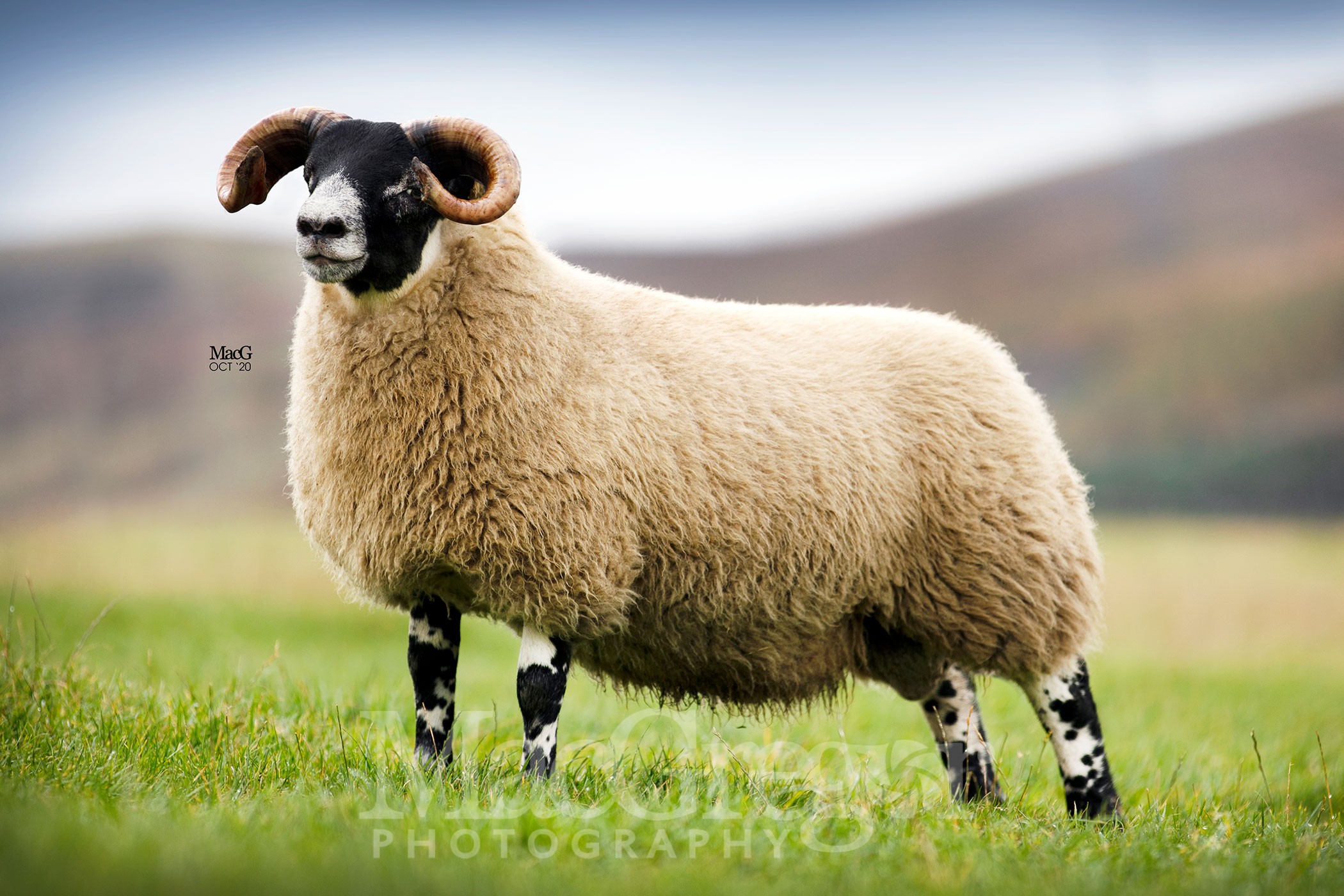 Connachan-11k-8531 - MacGregor Photography