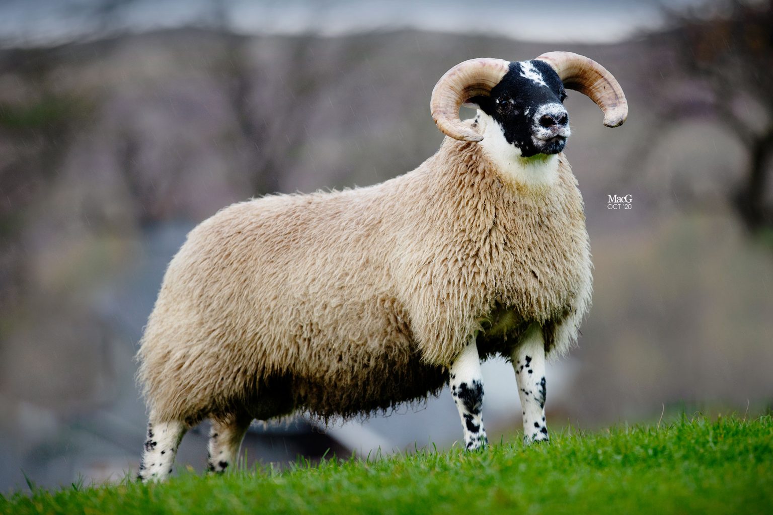 HB-Connachan-8357 - MacGregor Photography