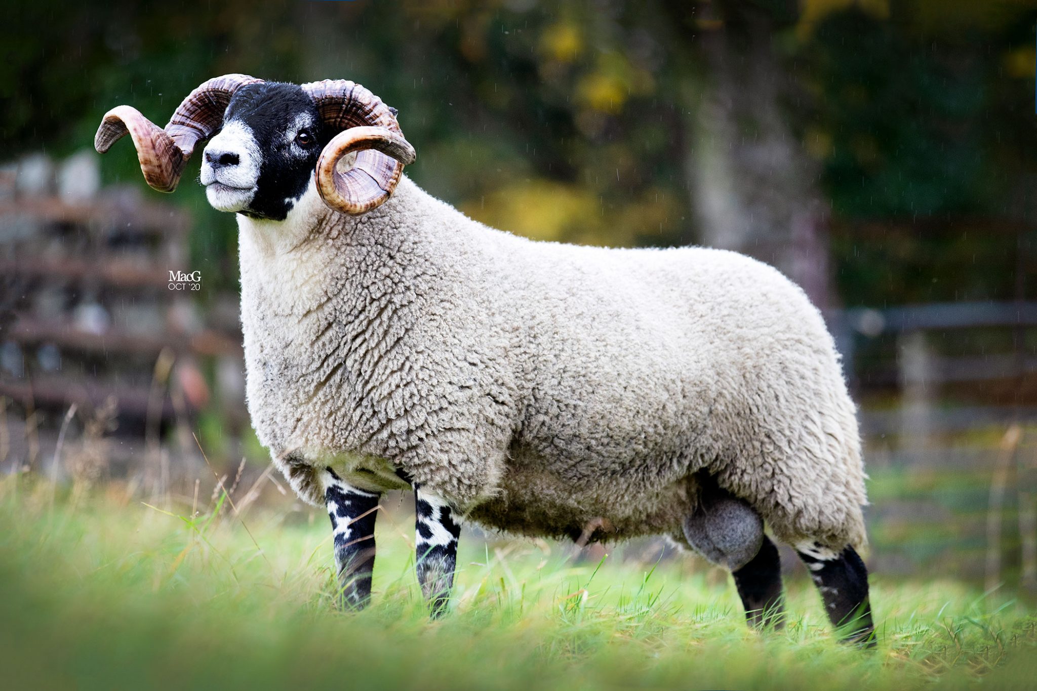 Merkins-7k-6734 - MacGregor Photography