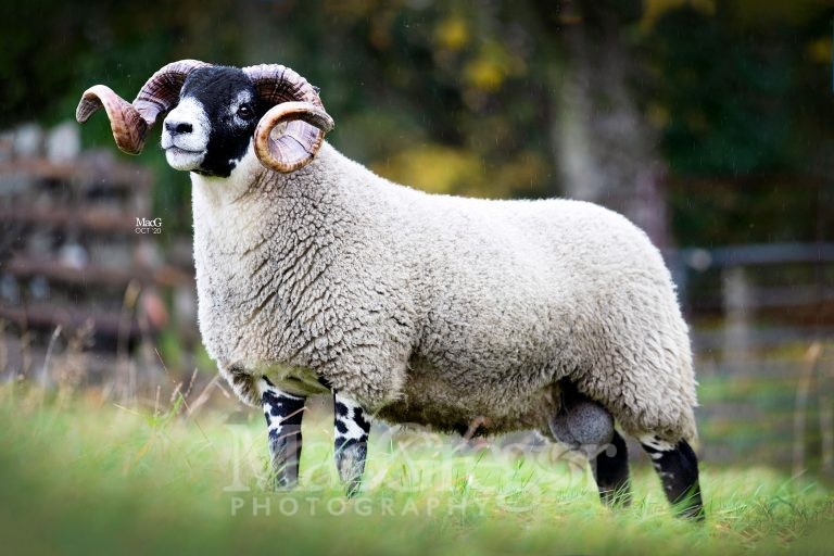 Merkins-7k-6734 - MacGregor Photography