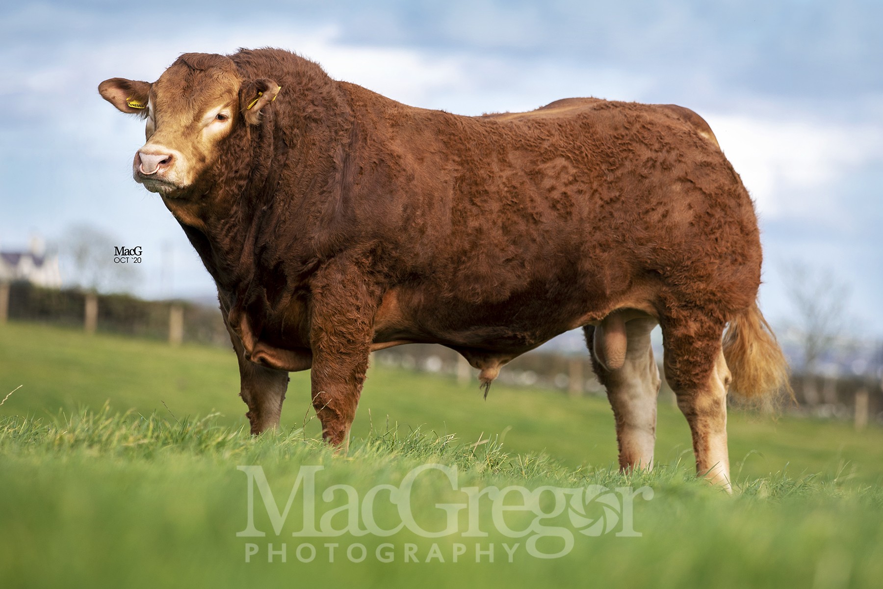 Limousin Bulls For Sale - MacGregor Photography