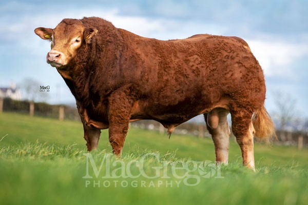 Pabo-Peredur-6068 - MacGregor Photography