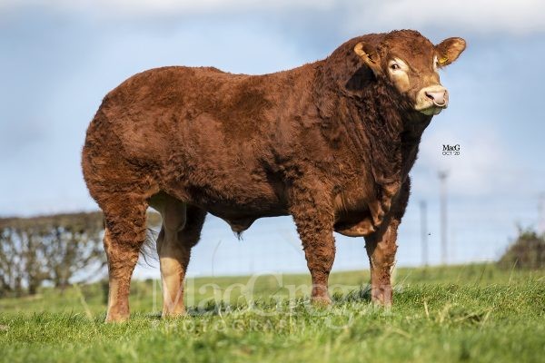 Limousin Bulls For Sale - MacGregor Photography