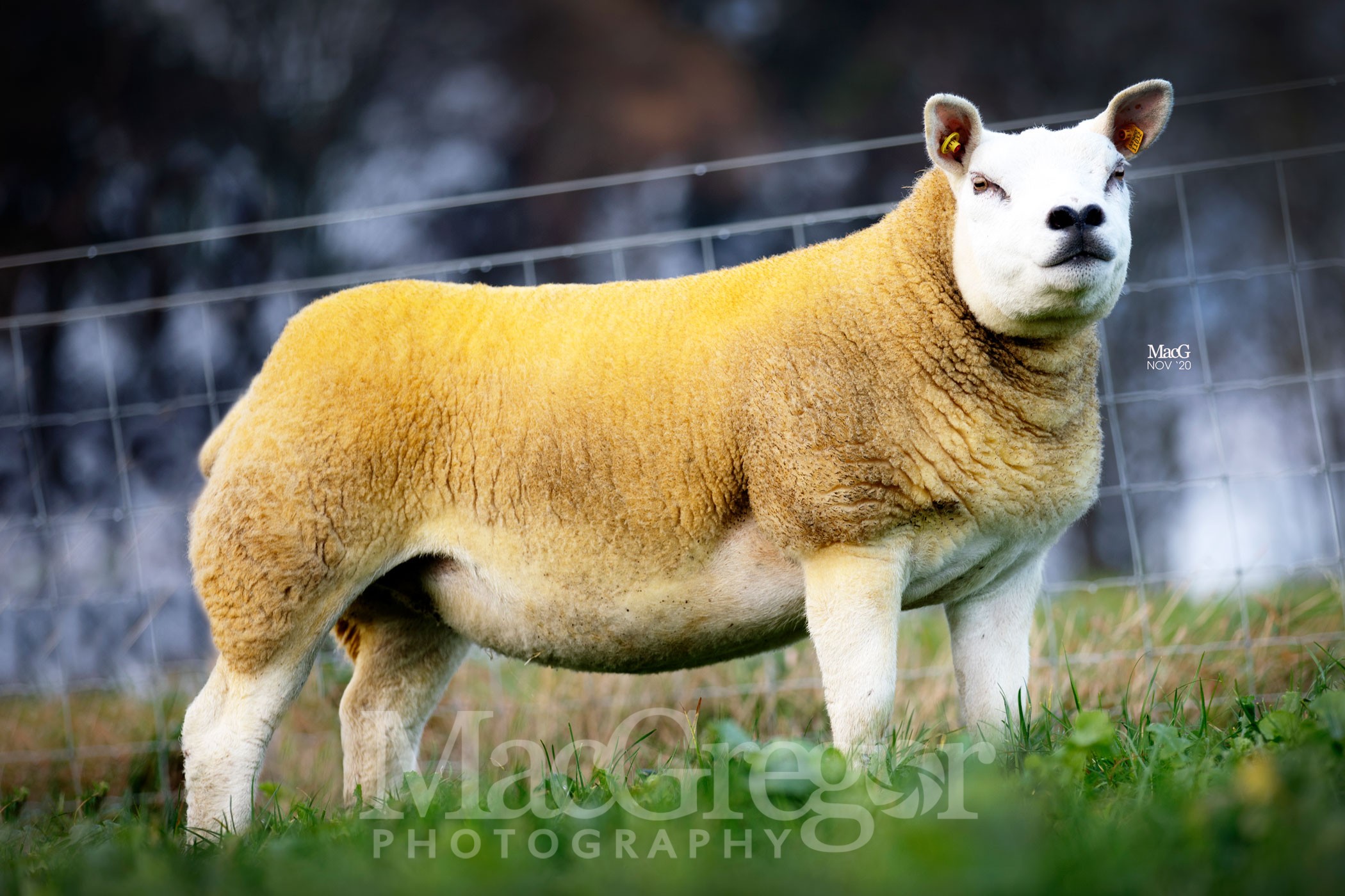 11032-7210 - MacGregor Photography