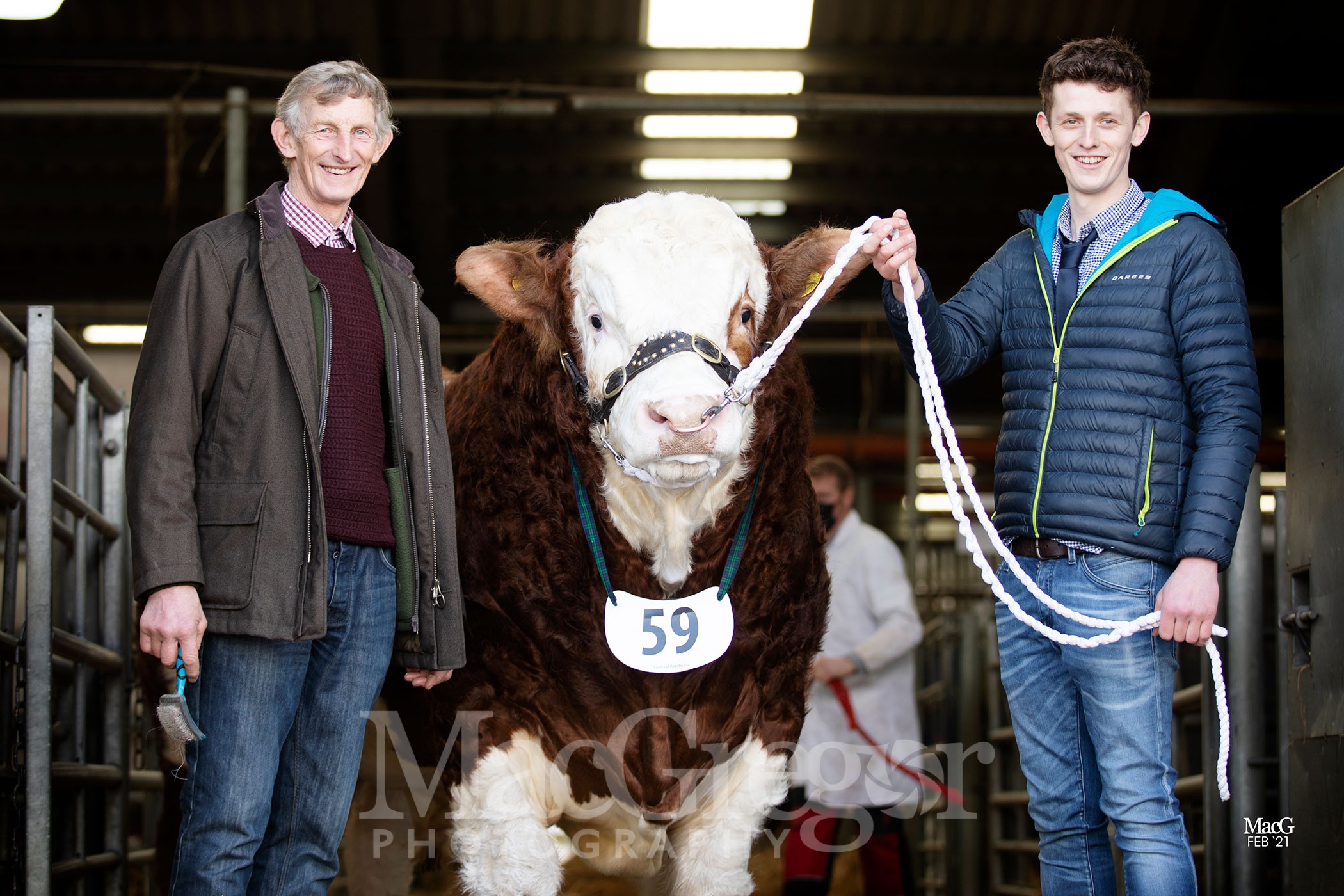 Stirling - Simmental - MacGregor Photography