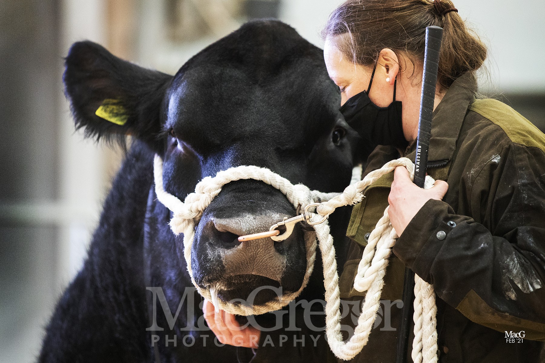Aberdeen-Angus - Stirling - MacGregor Photography