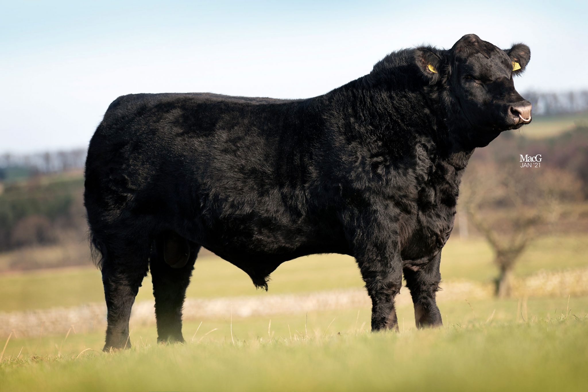 Aberdeen-Angus Bulls For Sale - Feb '21 - MacGregor Photography
