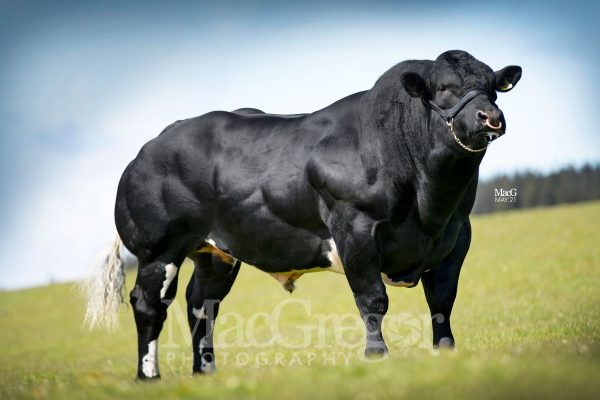 British Blue Cattle For Sale - MacGregor Photography