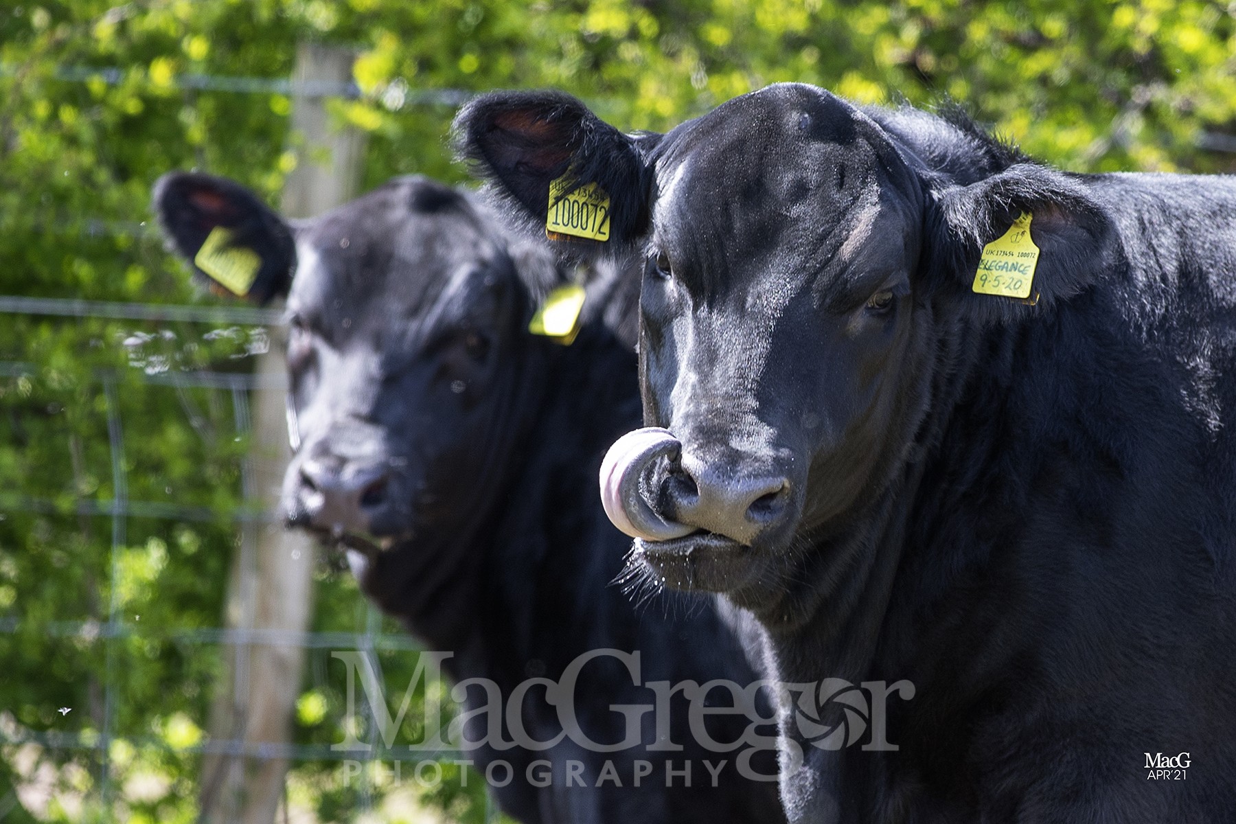 Angus Ambitions - Sale Preview - MacGregor Photography