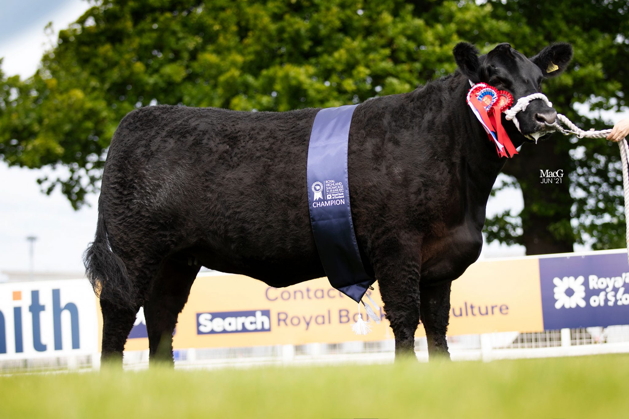 Royal Highland Showcase '21 - Beef Cattle - MacGregor Photography