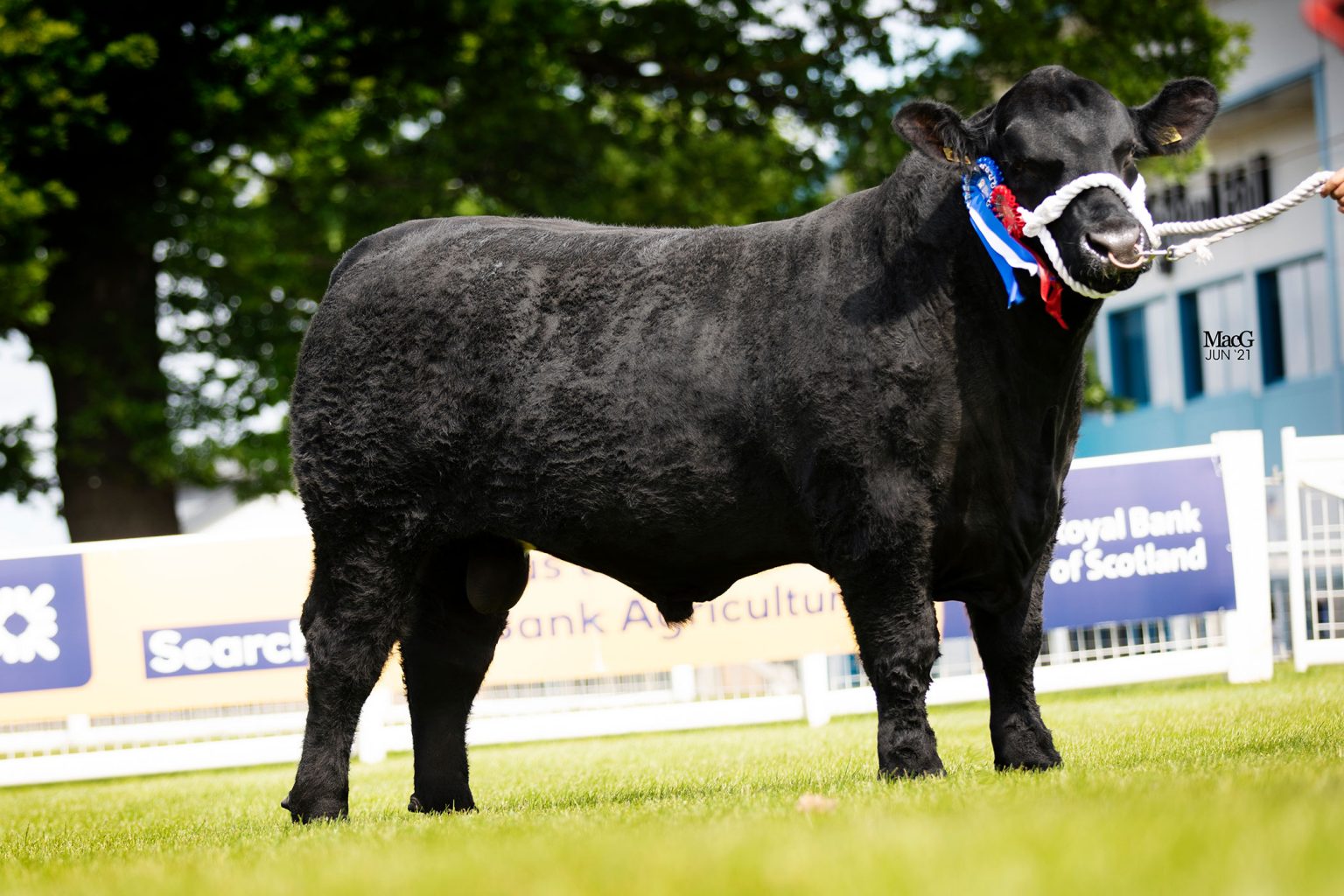 Aberdeen-Angus-Reserve-Champ-7429 - MacGregor Photography