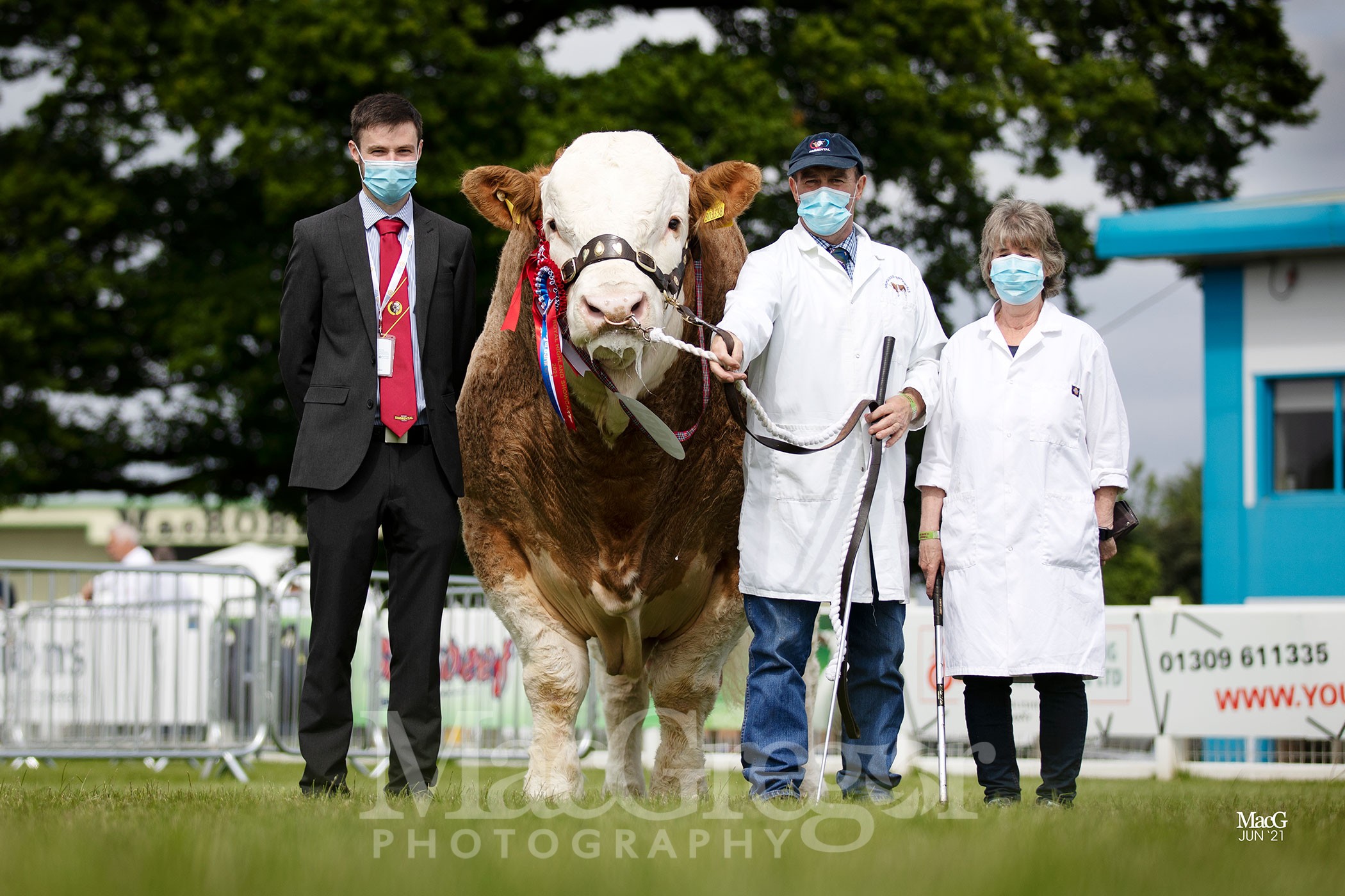 Simmental-Champ-Judge-8398 - MacGregor Photography