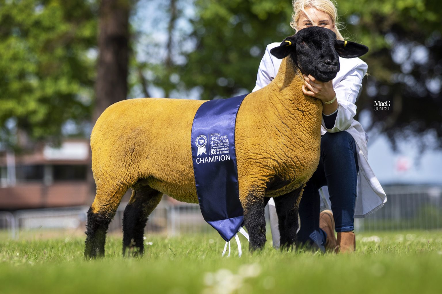 Royal Highland Showcase '21 - Sheep - MacGregor Photography
