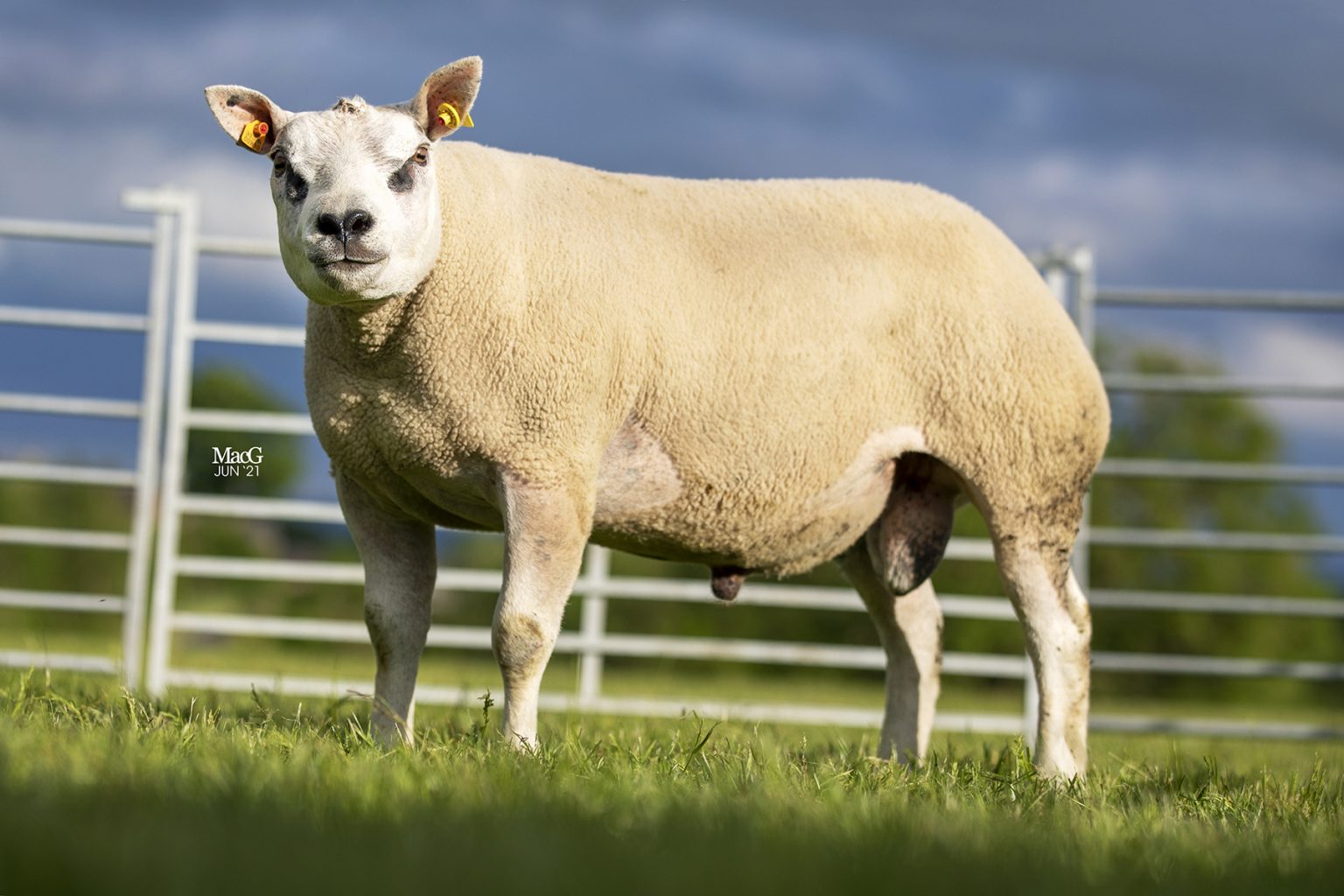 Fit-As-A-Butchers-Dog-1828 - MacGregor Photography