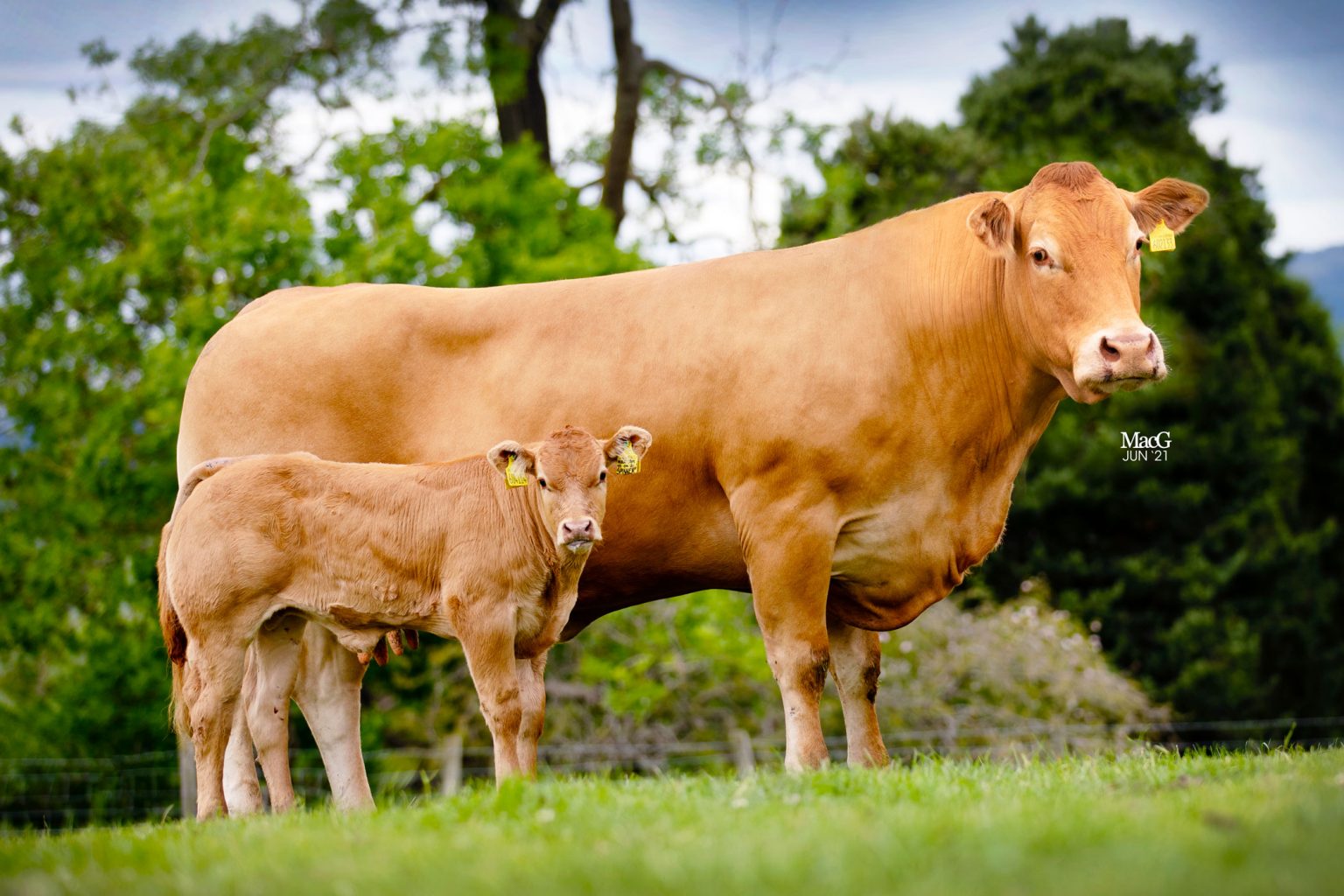 Ronick & Stephick Limousin Sale Preview - MacGregor Photography