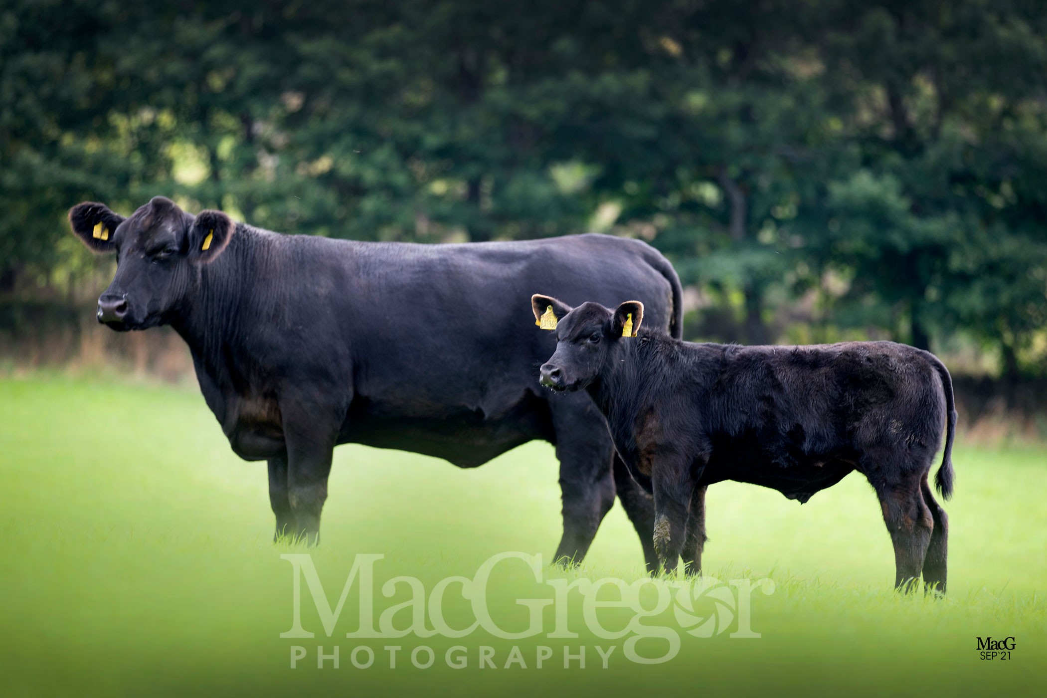 Tonley-Equidora-V647+Tonley-Echo-X869-2770 - MacGregor Photography