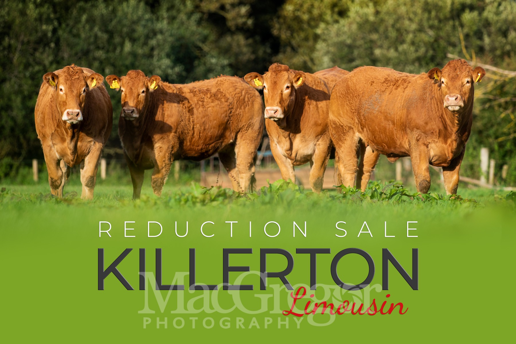 Killerton-Feature-Image - MacGregor Photography