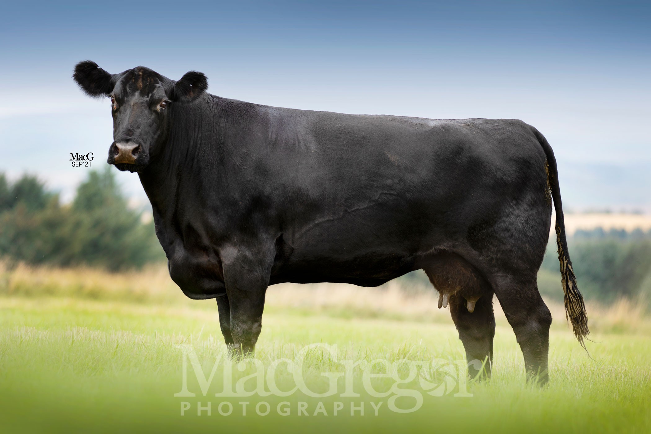 Tonley-Equidora-P101-2584 - MacGregor Photography