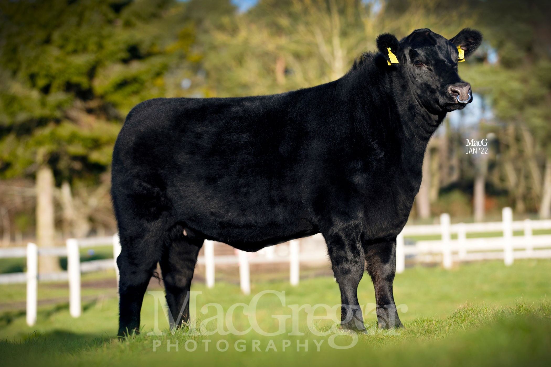 Mosston-Muir-Eva-5586 - MacGregor Photography