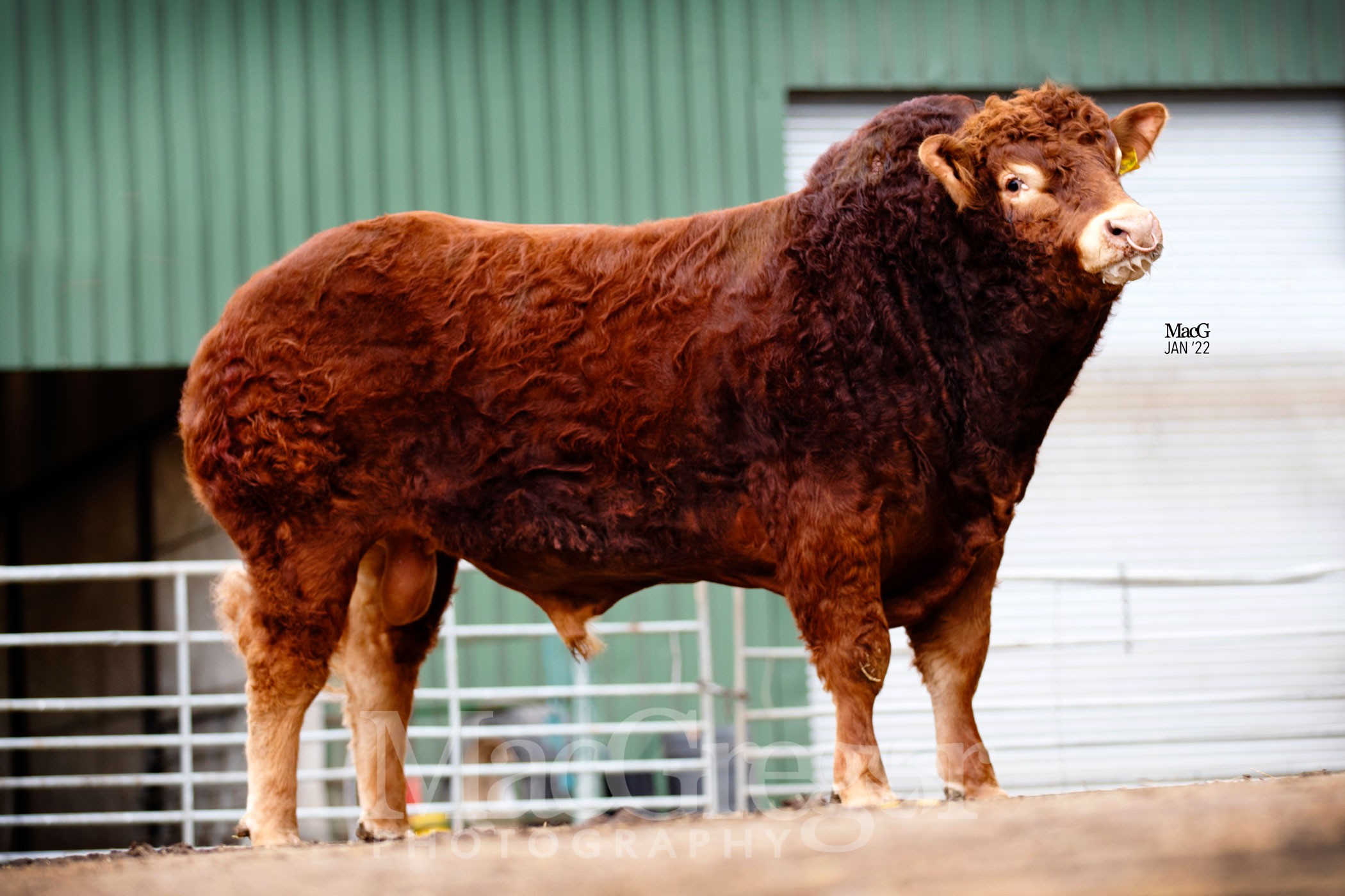 Tweeddale-Roman-0568 - MacGregor Photography