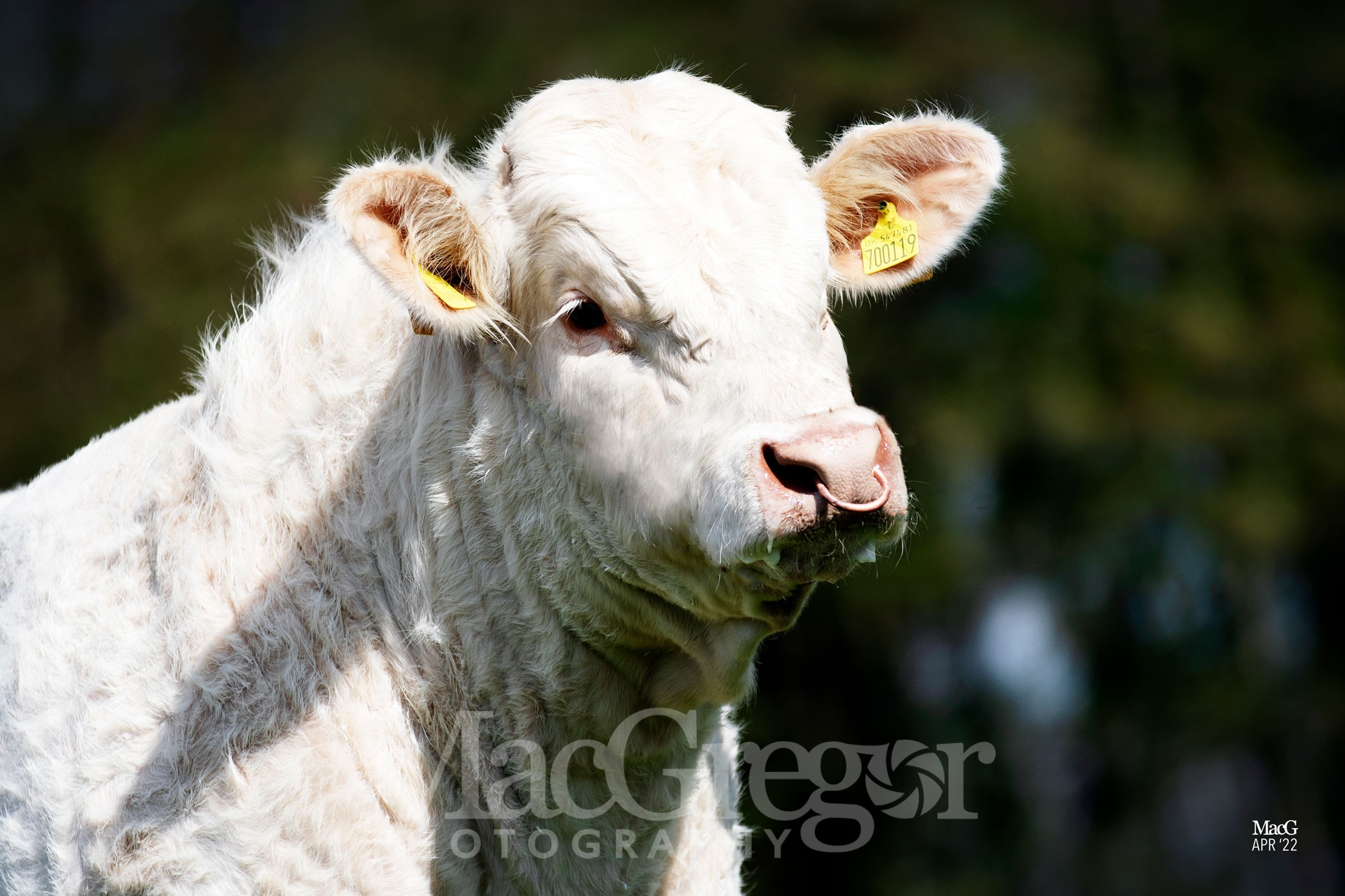 Charolais For Sale - Carlisle - MacGregor Photography