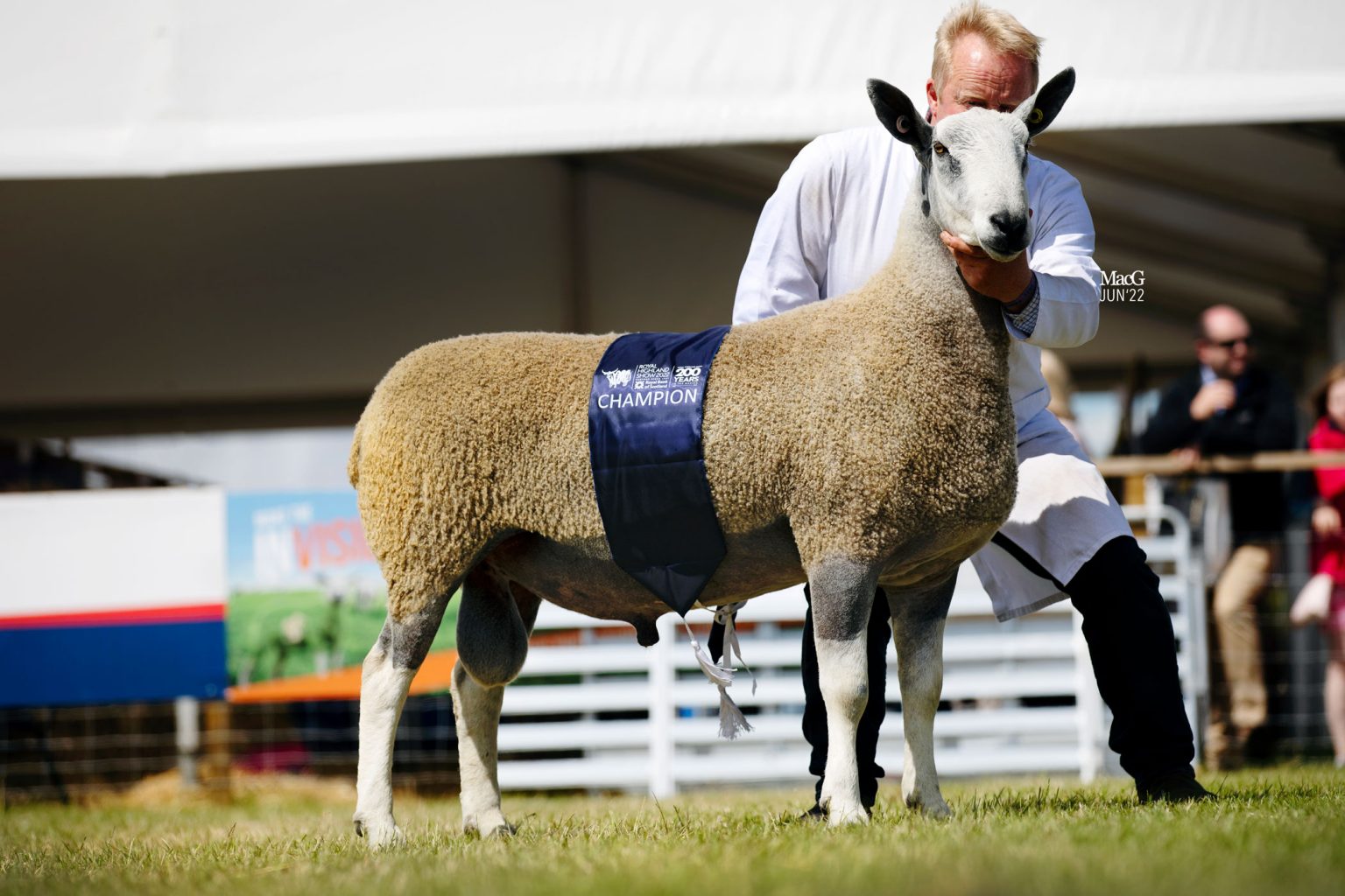 Royal Highland Show '22 - Sheep Champions - MacGregor Photography