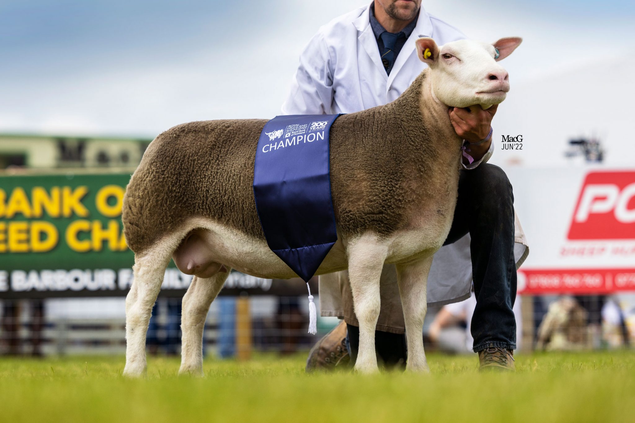 Royal Highland Show '22 - Sheep Champions - MacGregor Photography