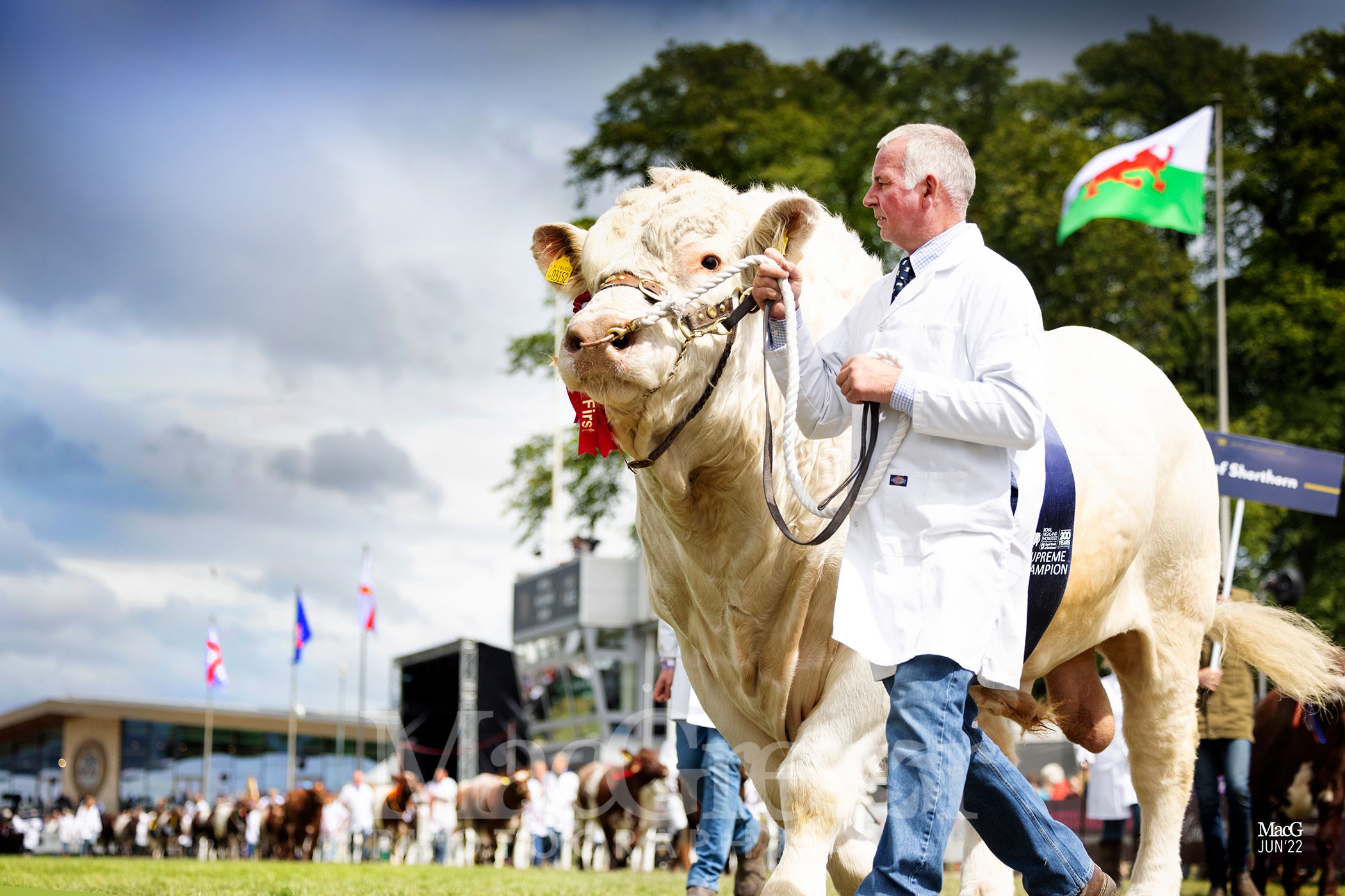 Royal Highland Show '22 - Cattle Champions - MacGregor Photography