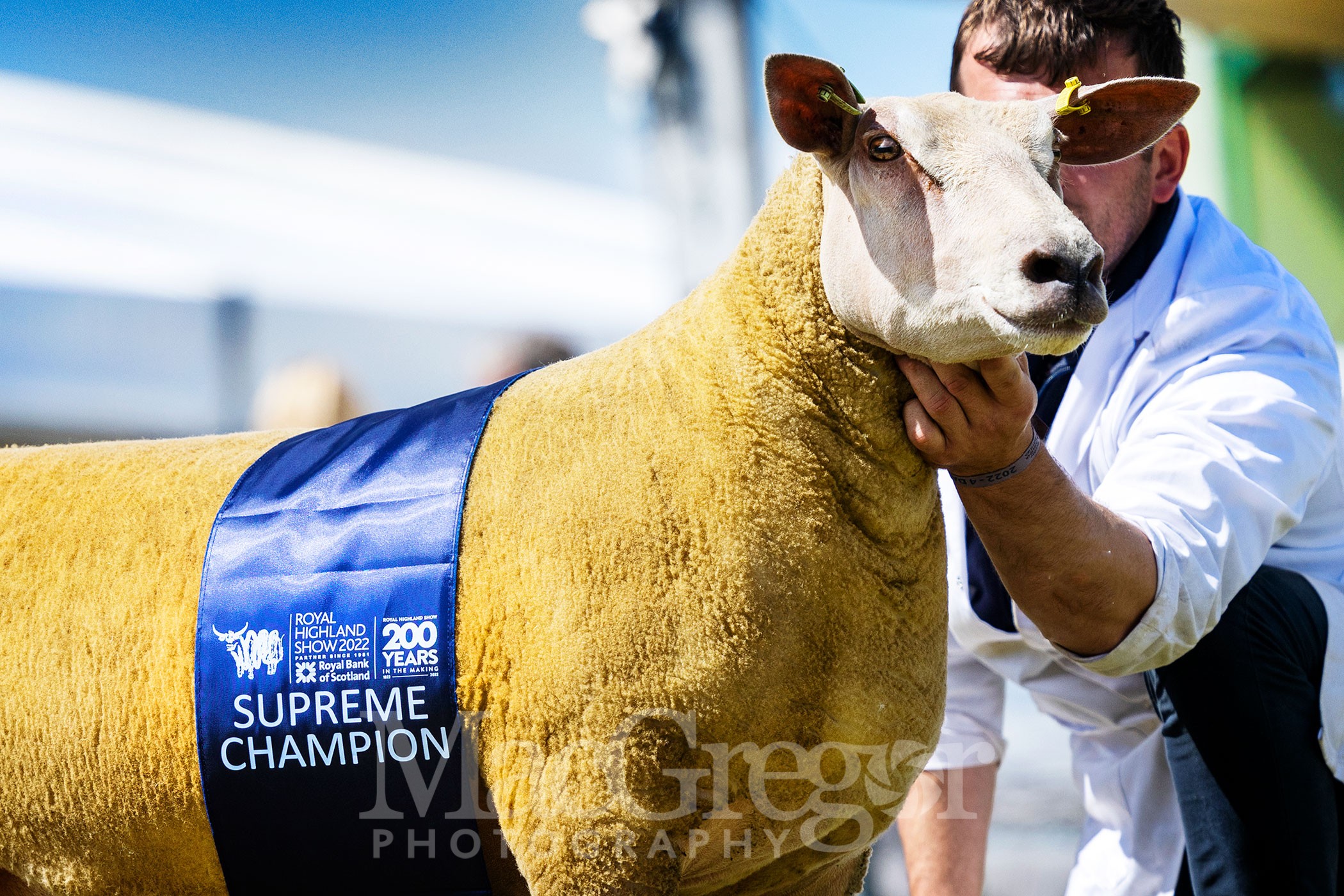 Royal Highland Show '22 - Sheep Champions - MacGregor Photography